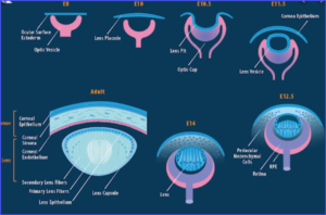 Patient Education Series: Development Of The Eye - Mata Clinic ...