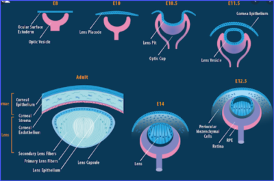Patient Education Series: Development Of The Eye - Mata Clinic ...
