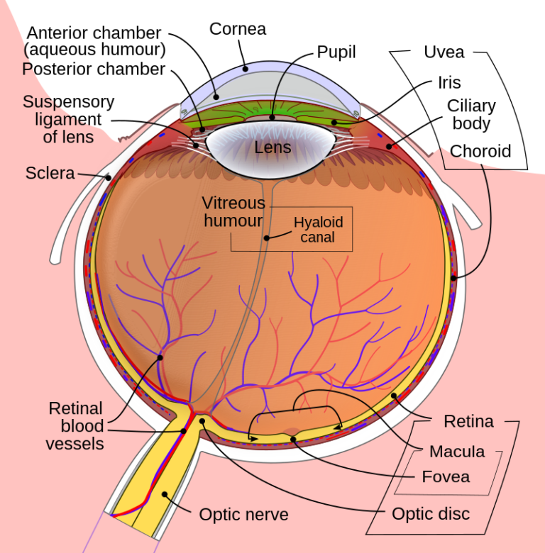 Non-Arteritic Anterior Ischemic Optic Neuropathy (NAION) - Mata Clinic ...